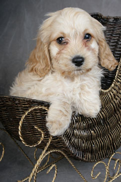 Cockapoo Portraits