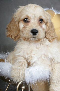 Cockapoo Portraits