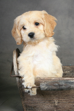 Cockapoo Portraits