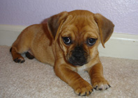 DesignerDoggies.com Puggle Puppy Testimonials!